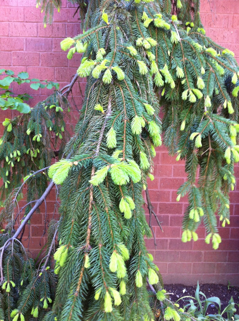 Growing Happiness - Reiki in Medicine